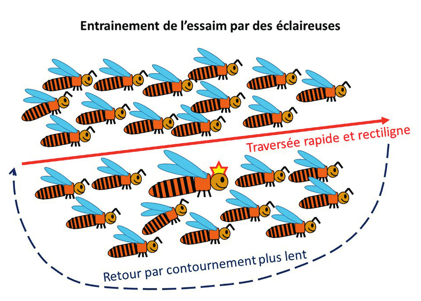 Les mécanismes de l’essaimage naturel – Syndicat d'Apiculture du Rhône ...