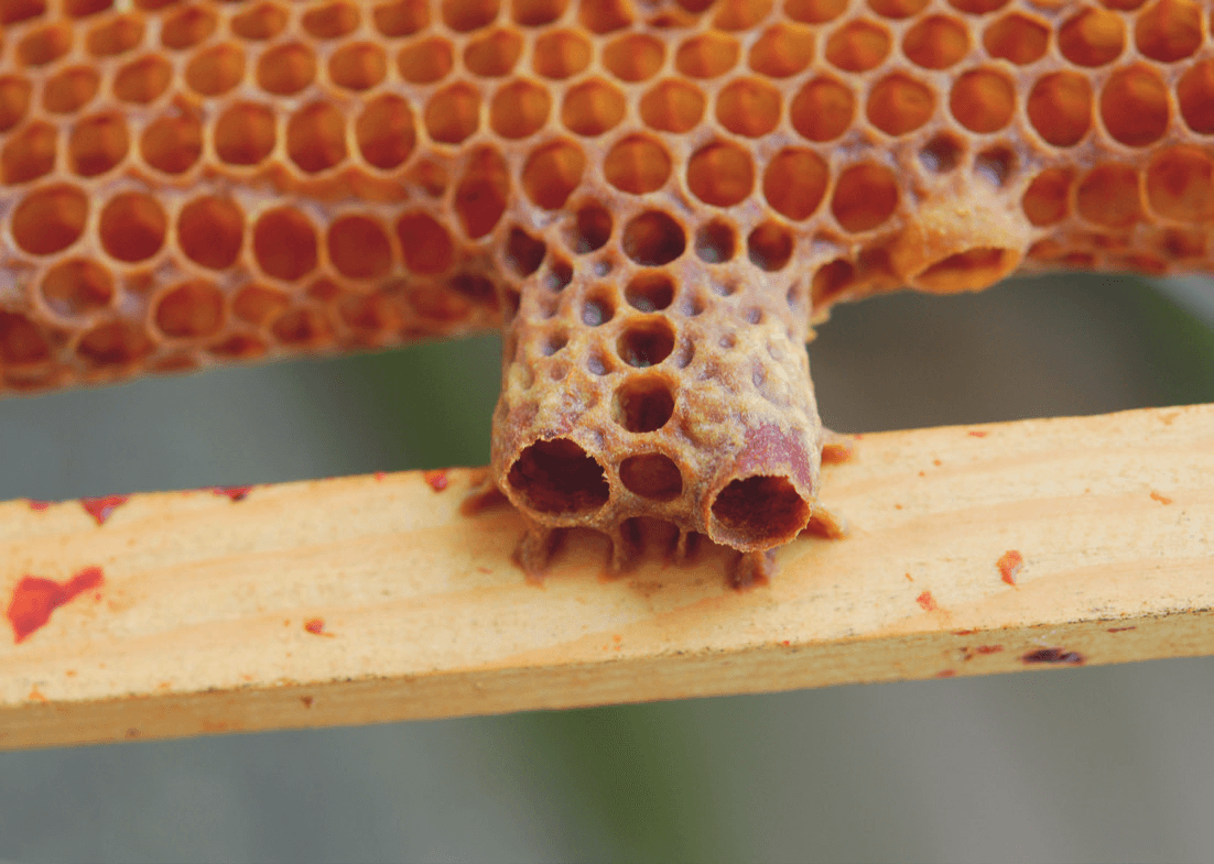 Les mécanismes de l’essaimage naturel – Syndicat d'Apiculture du Rhône ...